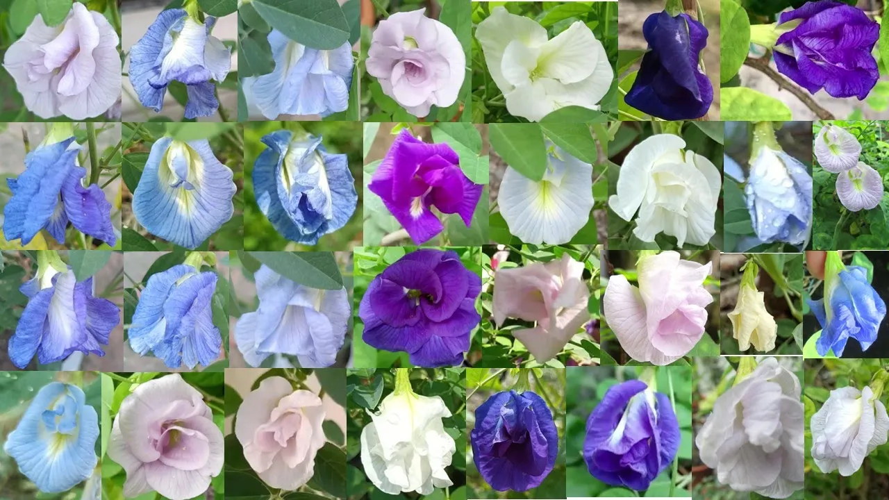 Easy Garden Flower Seeds Online EasyGarden